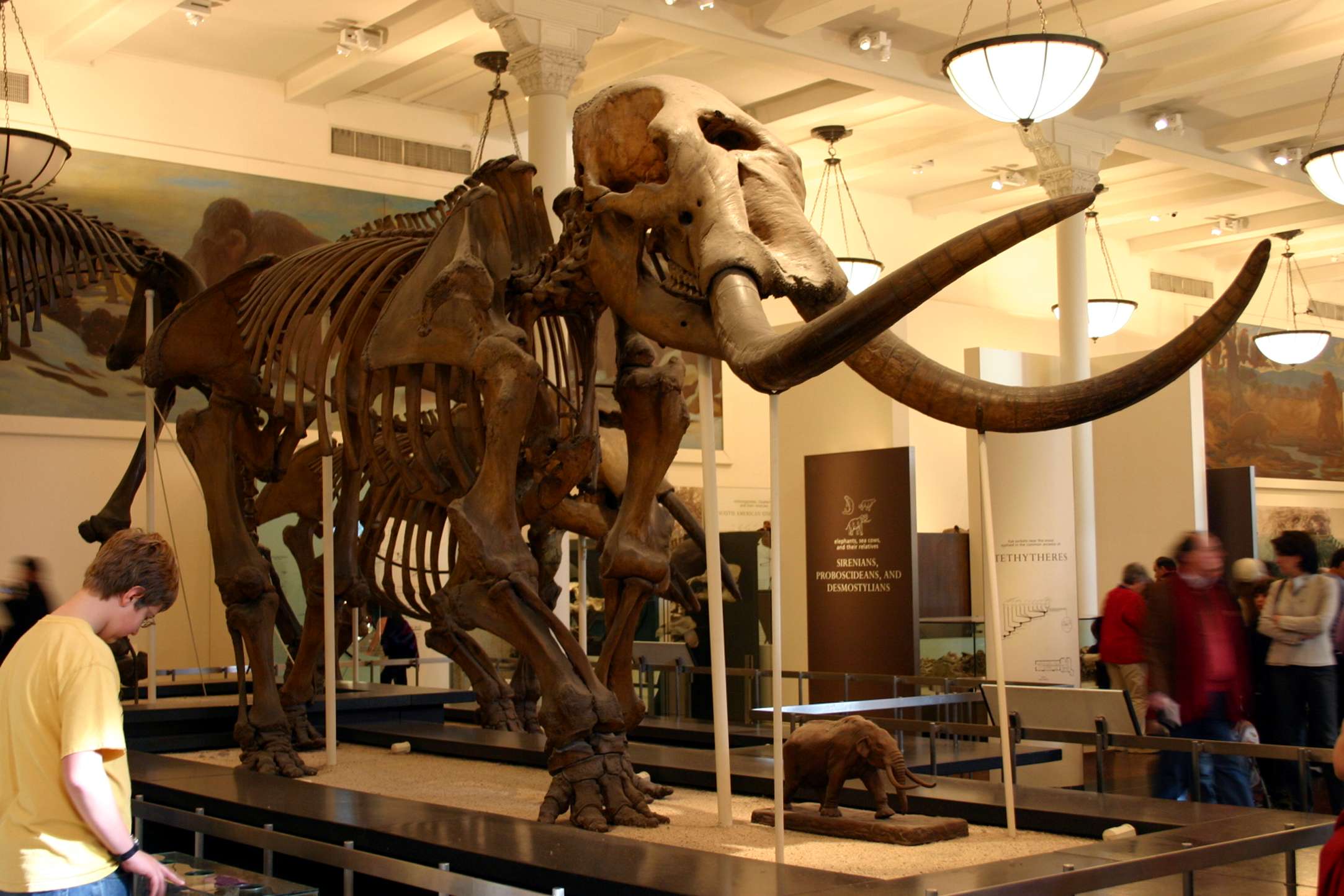 Mastodons and related early elephants