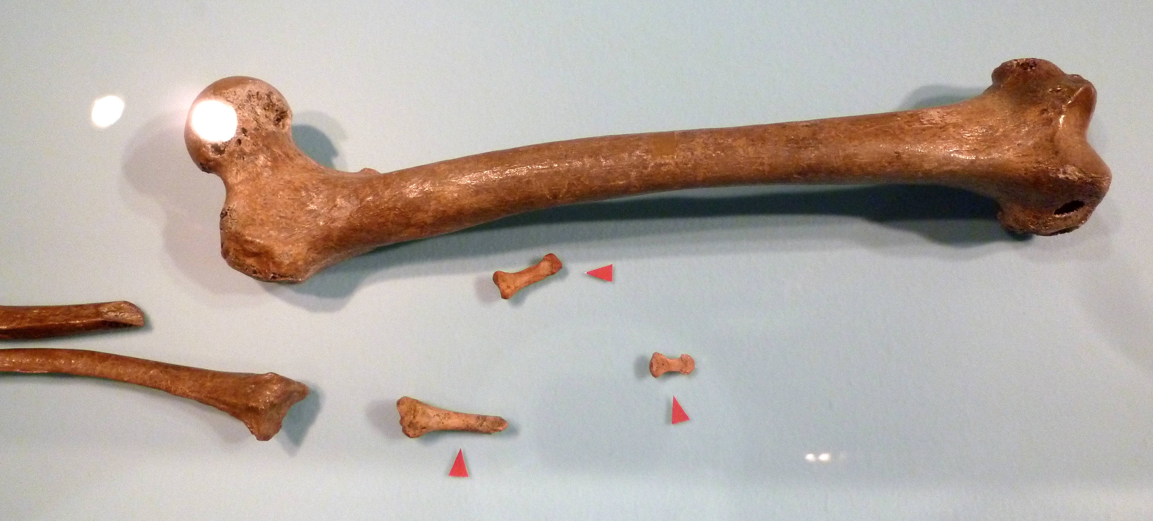 The original Neanderthal skeleton from the Neander Valley